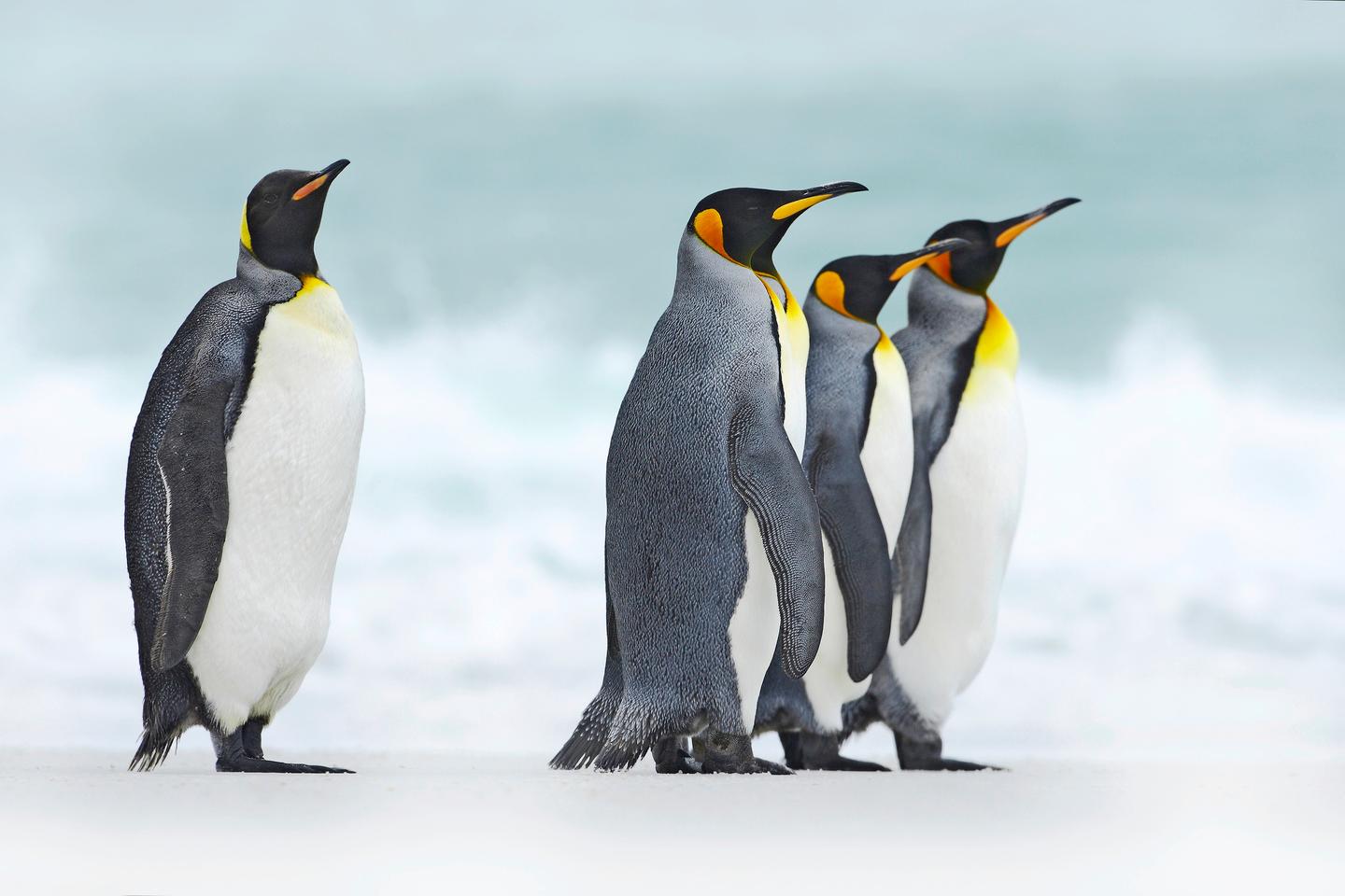 Pingviinin kakka päihdyttää – Syynä eläinten ruokavalio | Apu