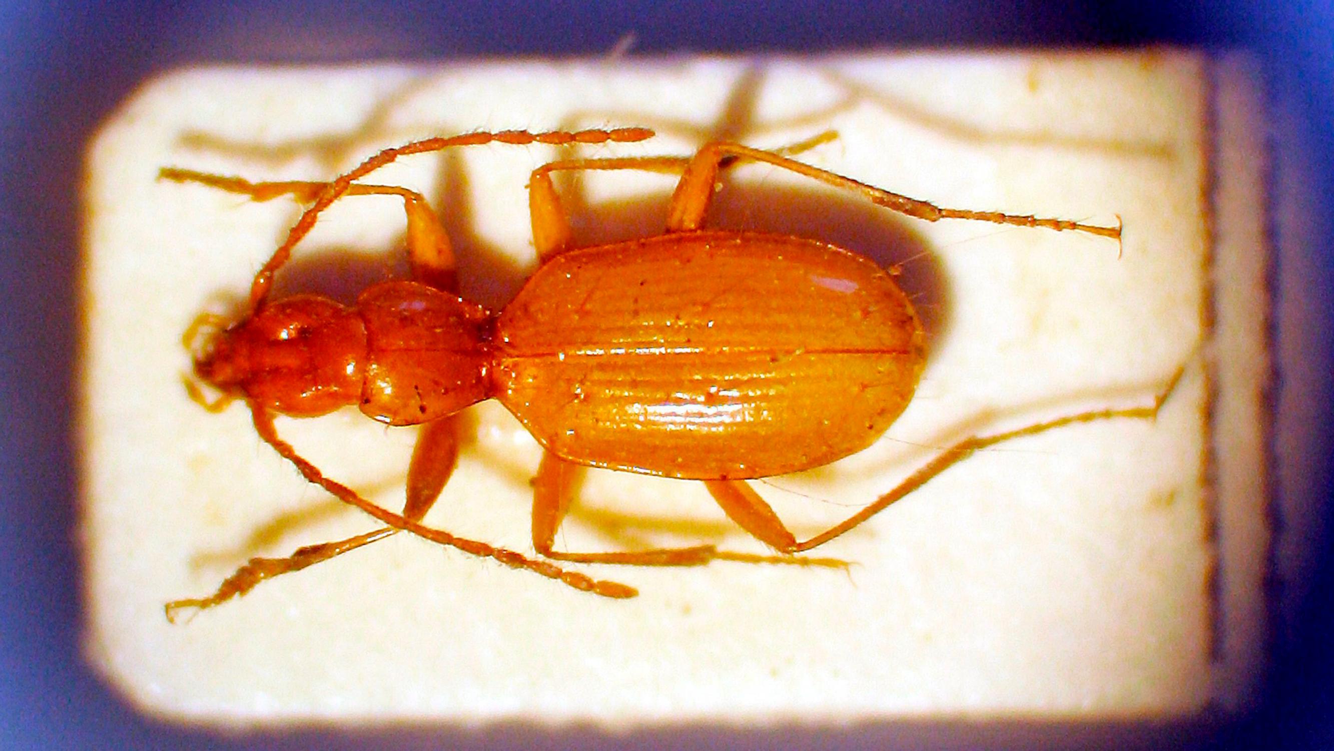 Uusnatsien keräilyinto uhkaa ajaa hitler-kuoriaisen sukupuuttoon | Apu