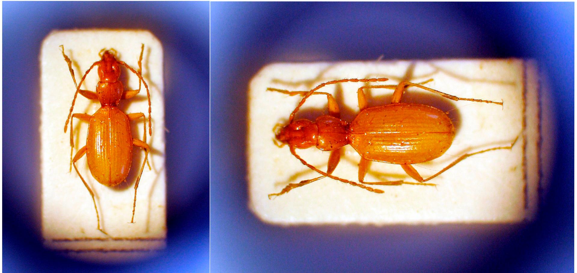 Uusnatsien keräilyinto uhkaa ajaa hitler-kuoriaisen sukupuuttoon | Apu