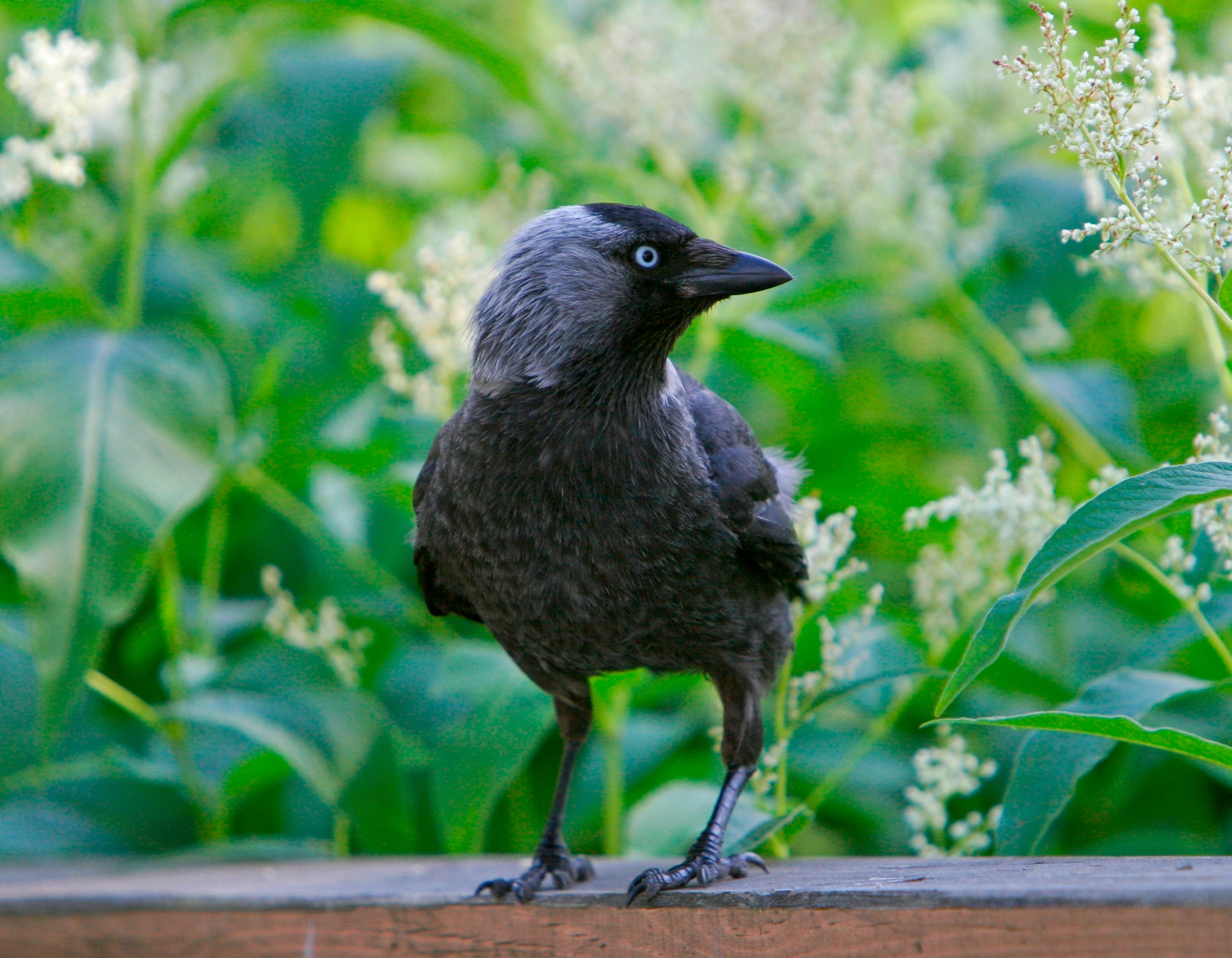 Naakka on älykäs ja valpas lintu | Apu