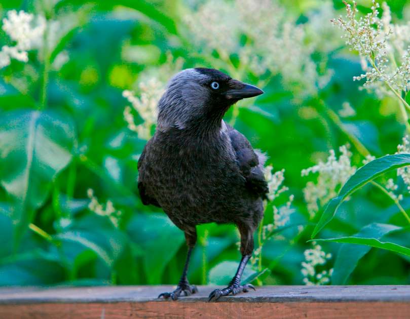 Naakka on älykäs ja valpas lintu | Apu
