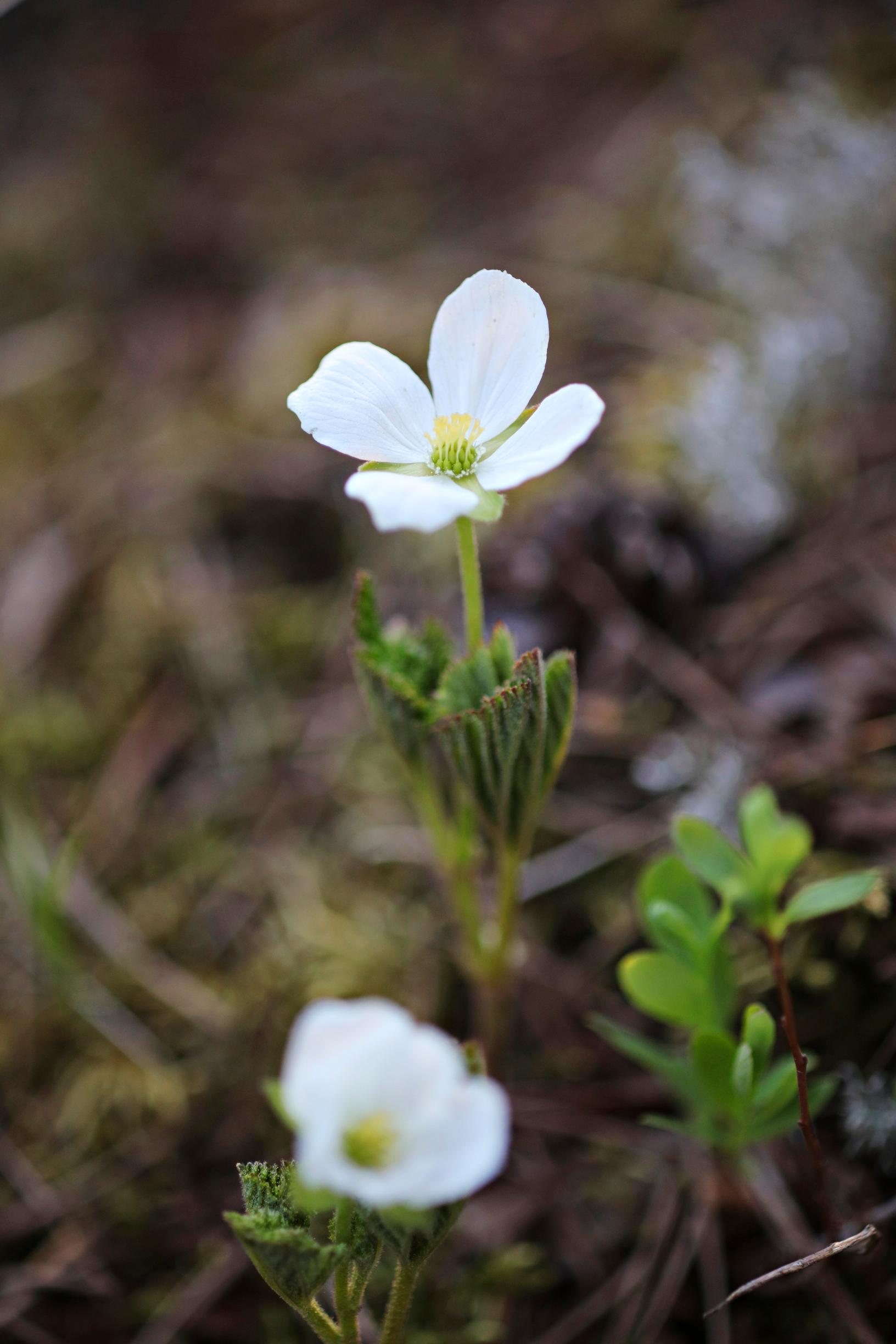 Alkukesän suo on kukkia täynnä | Apu