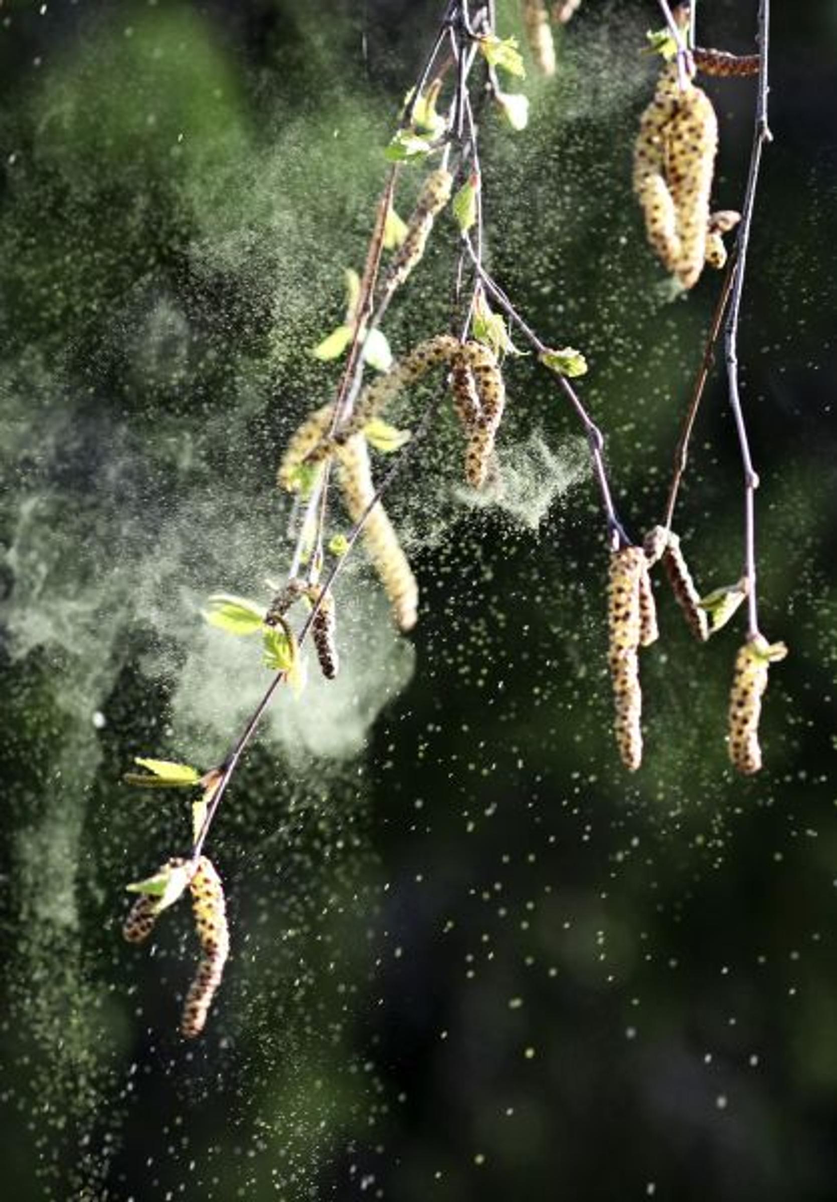 Siitepöly lentää ilmojen halki | Apu