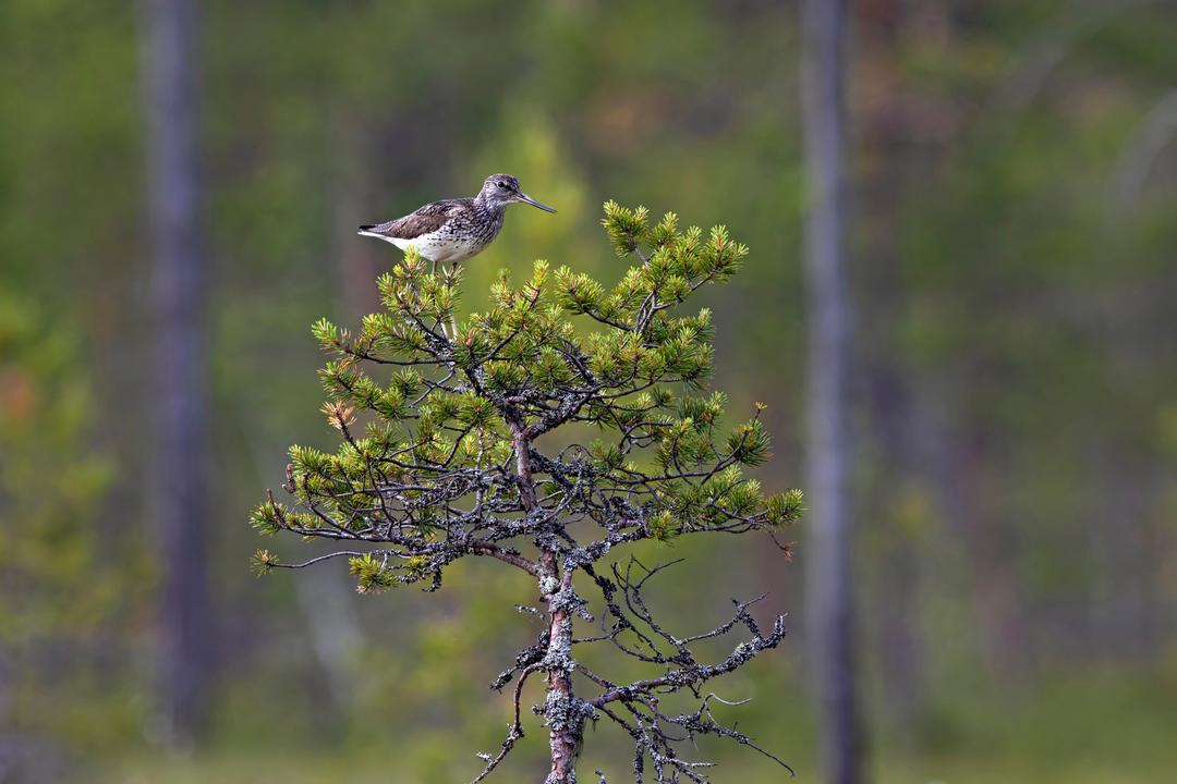 Mikä lintu laulaa nimeään? Tällainen on liro, suon äänekkäin | Apu