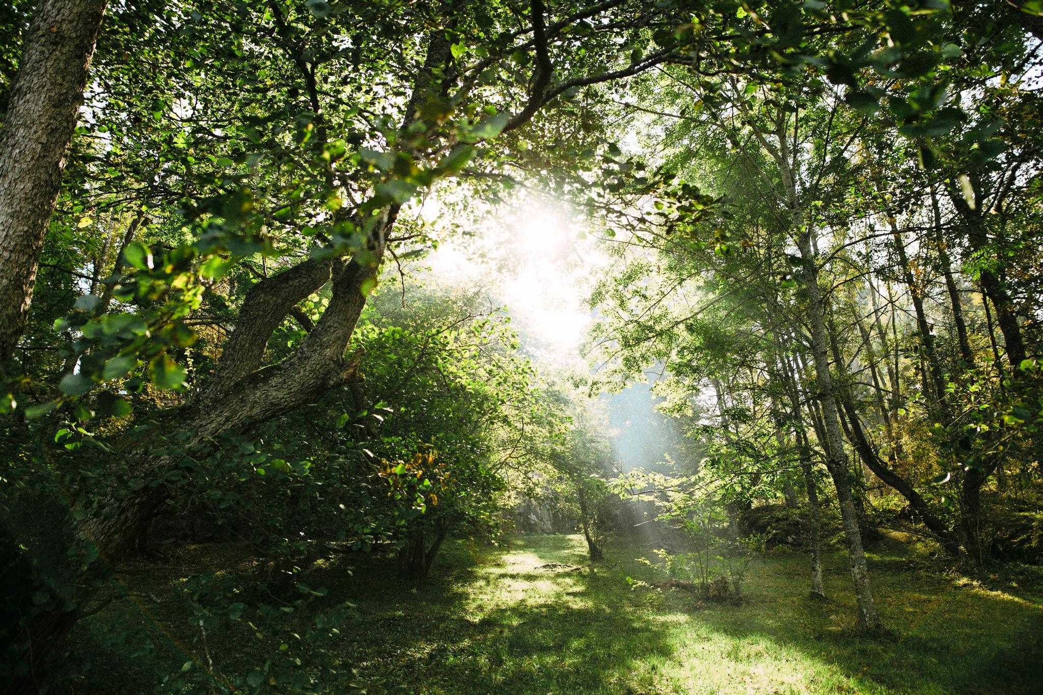 Suomen lehdot rikkaimpia metsiä | Sen tekevät jalopuut | Apu