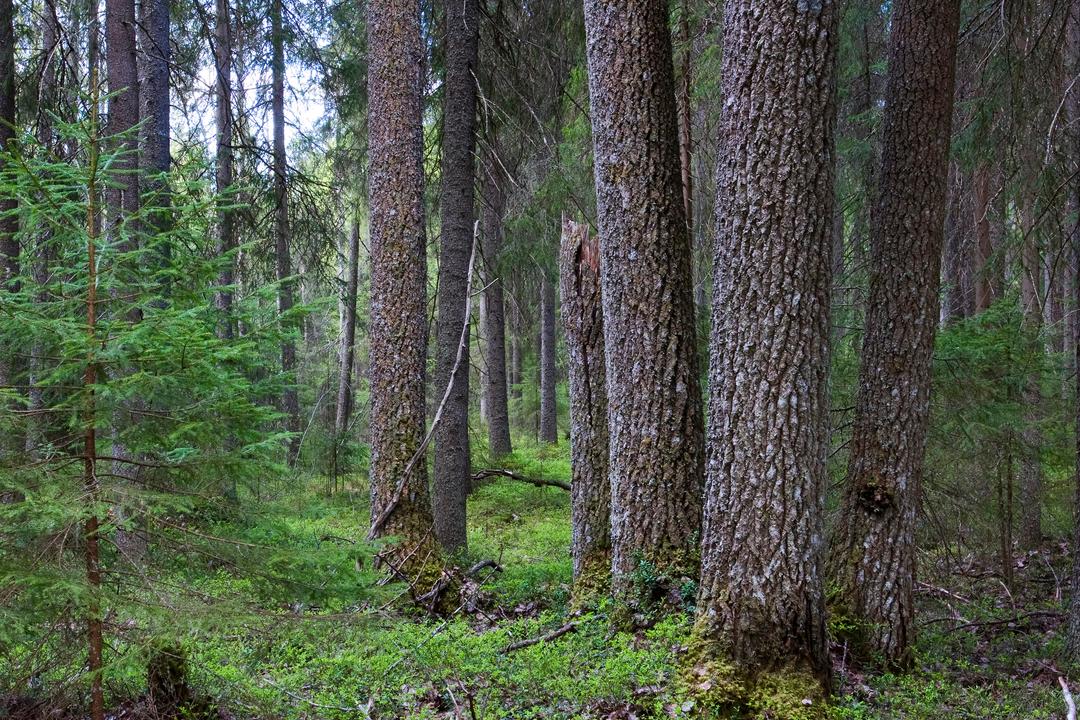 Haapa on biologisesti arvokas ja monille välttämätön kumppani | Apu