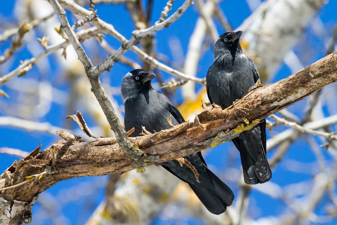 Naakka on älykäs ja valpas lintu | Apu