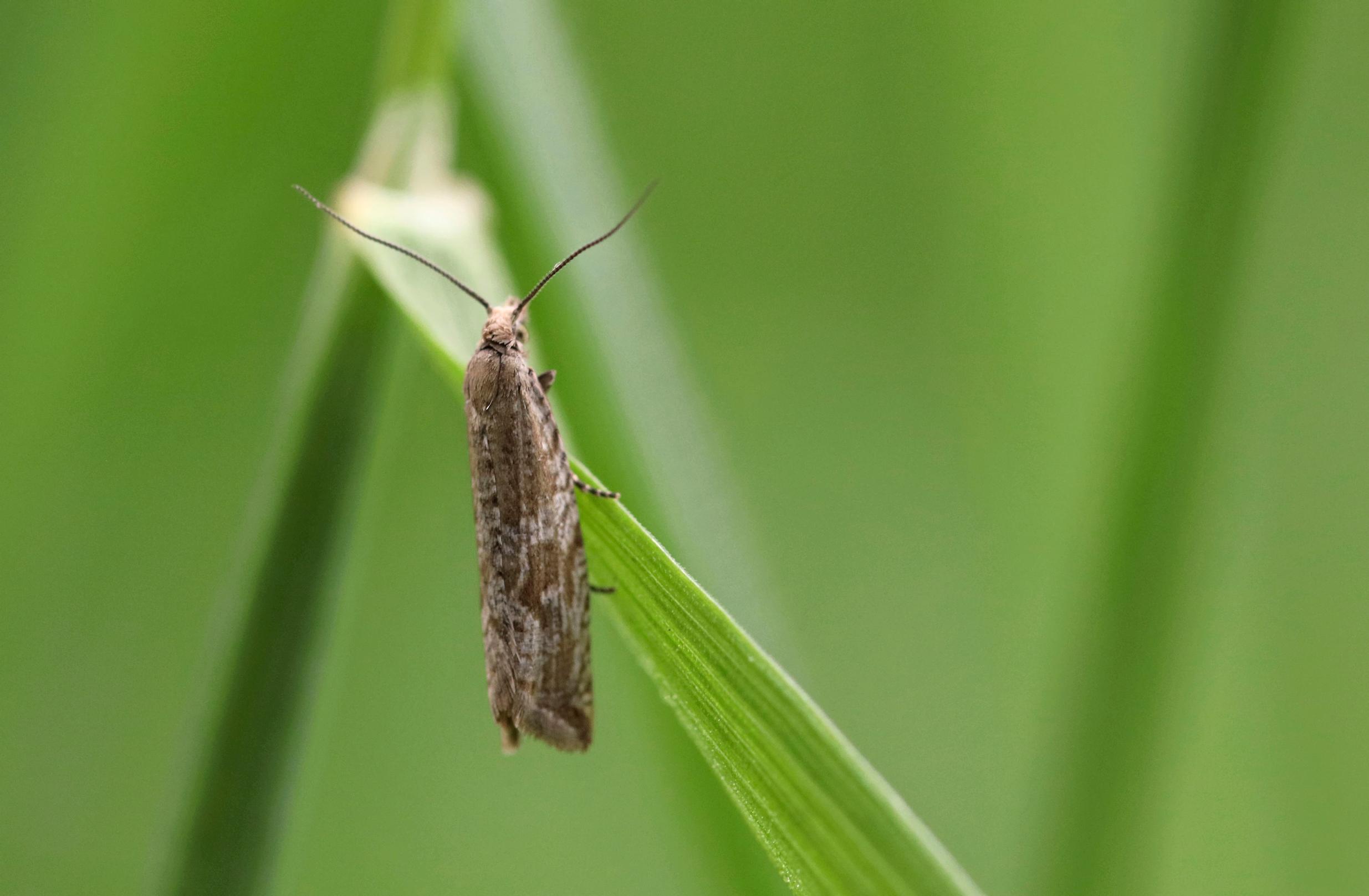 Näkymättömät perhoset: Mikroperhosten maailma upeissa lähikuvissa | Apu