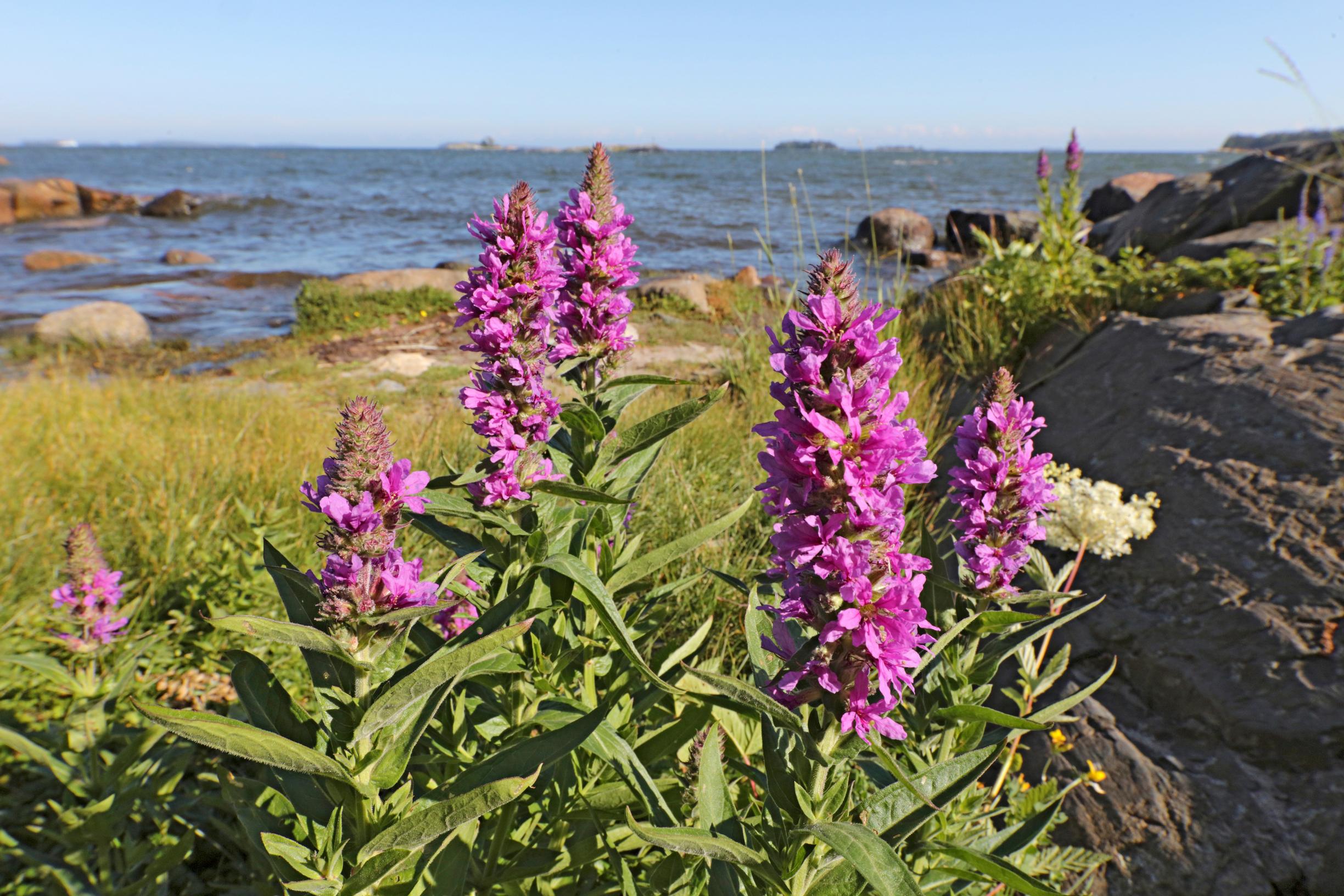 Koralliriuttamaisia näkymiä ja merenrantaniittyjä on Suomessakin | Apu