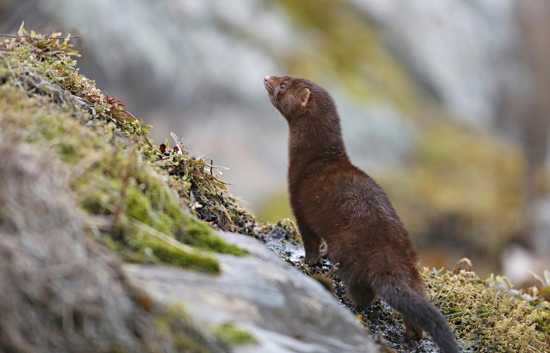 Minkki on haitallinen vieraslaji – yksi eläin rajoittaisi kantaa | Apu
