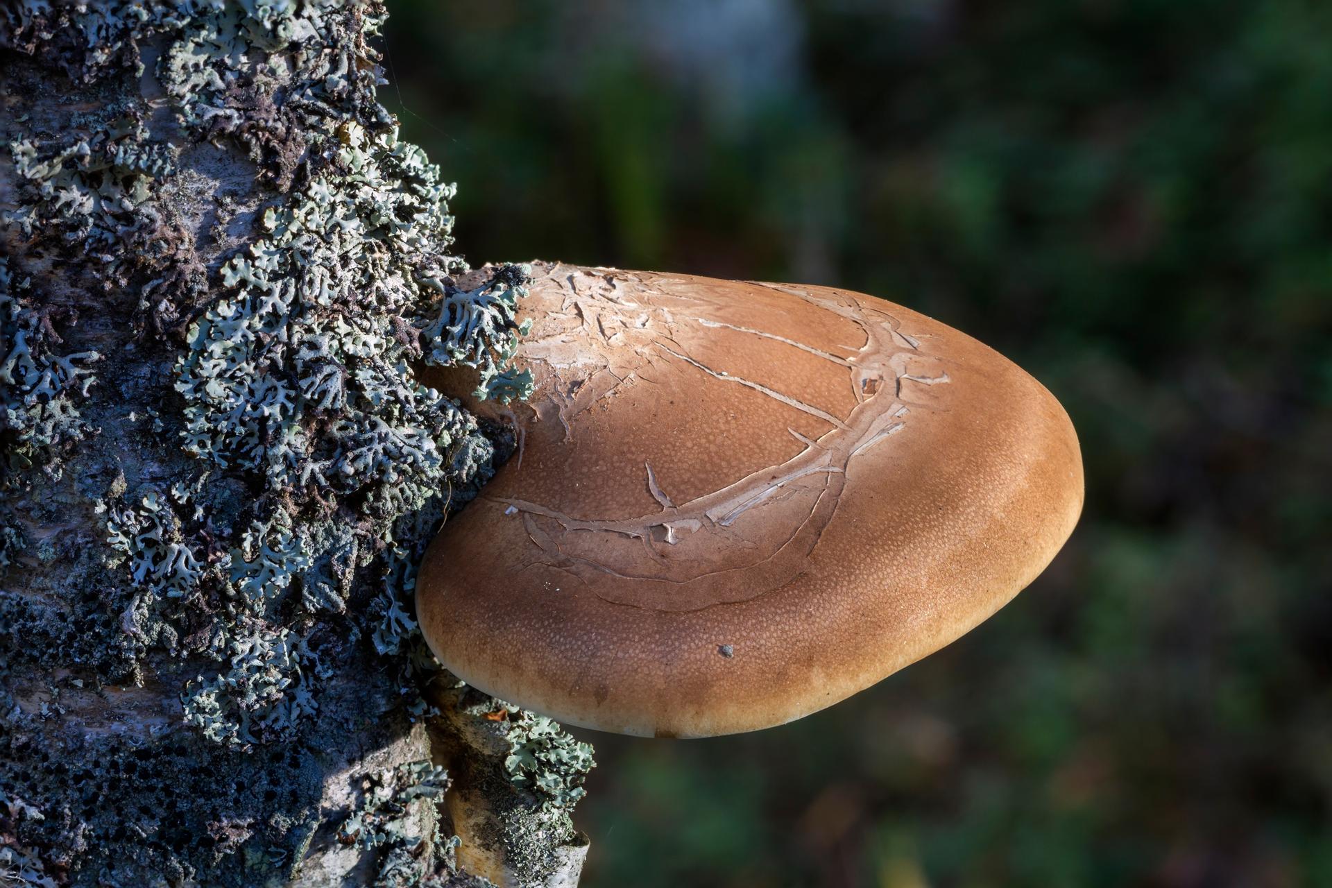 Kääpä on antiikin lääke, joka kertoo metsän suojeluarvosta | Apu