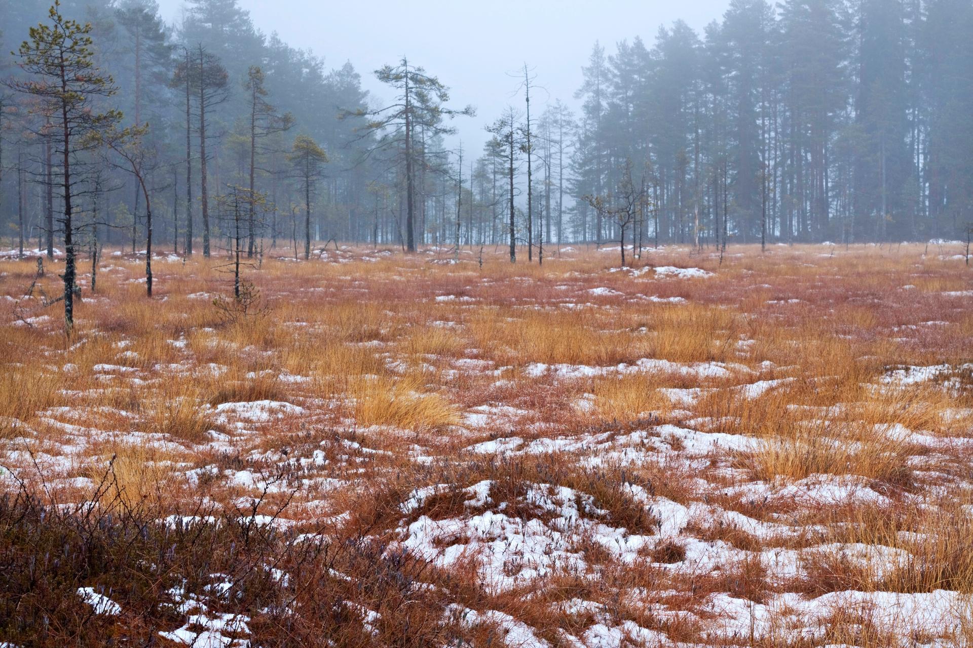 Marraskuu luonnossa: Hiljaisuus ennen talvea – Upeat luontokuvat | Apu