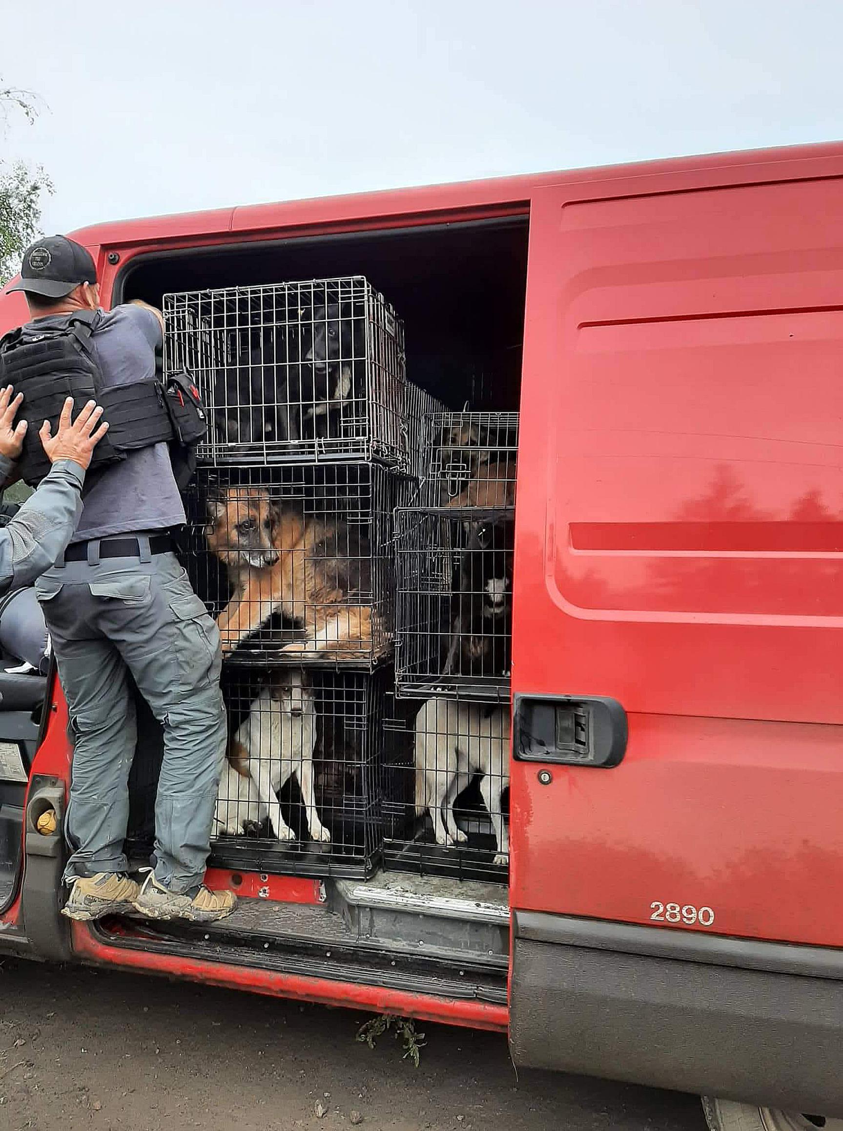 Näin Ukrainan sodassa hylättyjä koiria pelastetaan etulinjassa | Apu