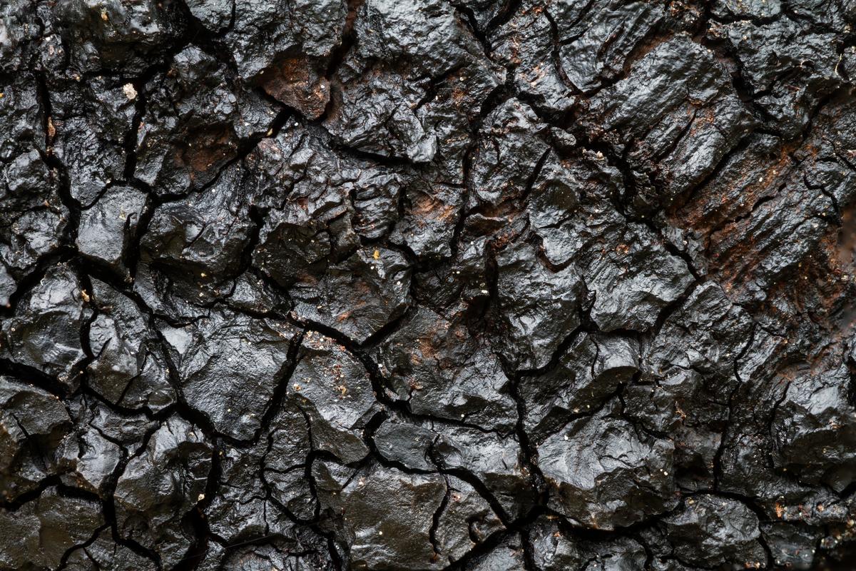 Kääpä on antiikin lääke, joka kertoo metsän suojeluarvosta | Apu