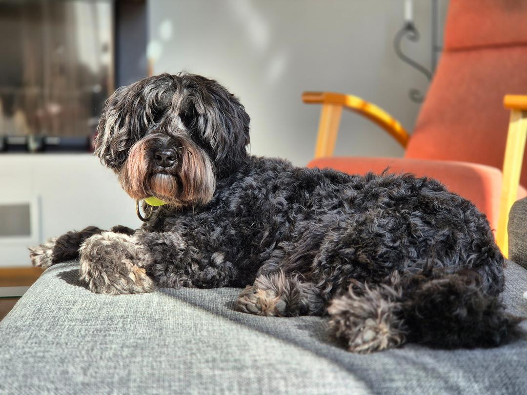 Koda oli Virve Ukkosen hyväntekijäkoira: läheiset huomasivat eron | Apu