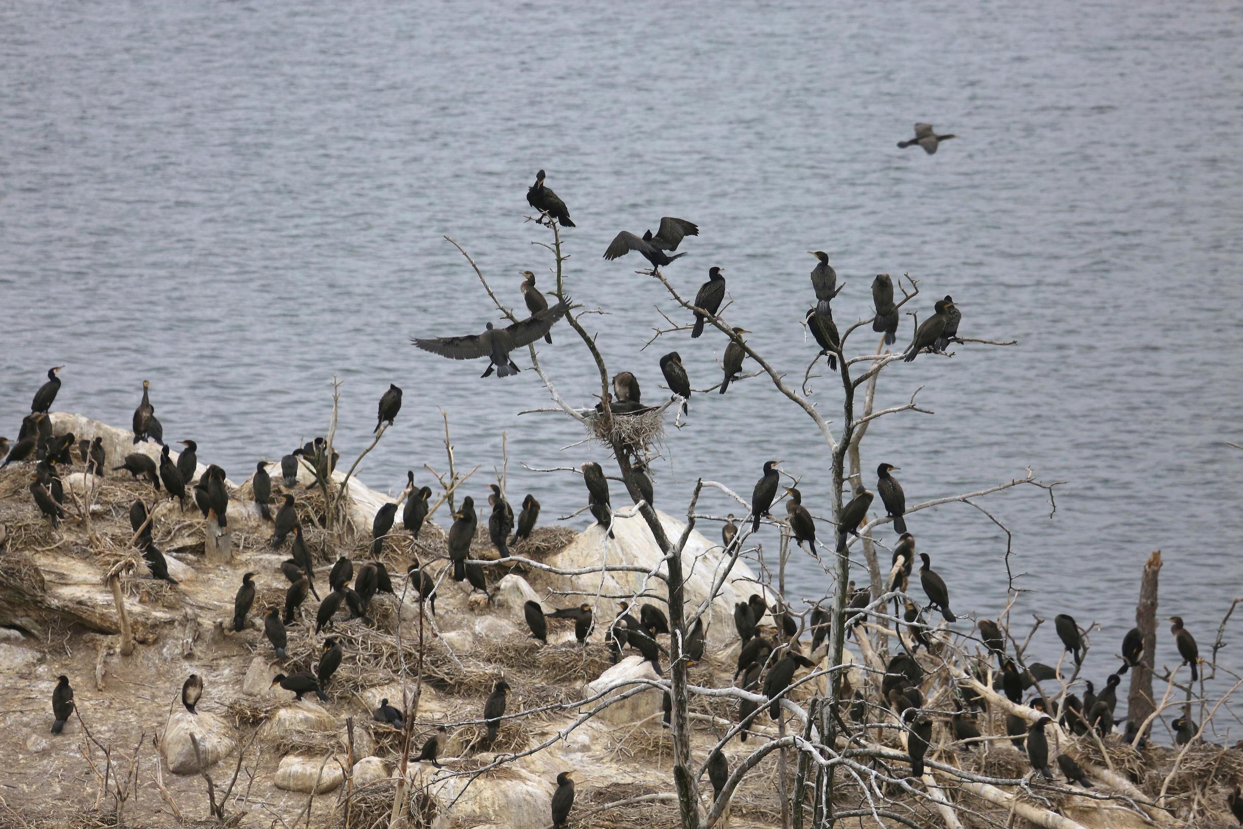 Merimetso ei ole vieraslaji, vaan vihattu paluumuuttaja | Apu