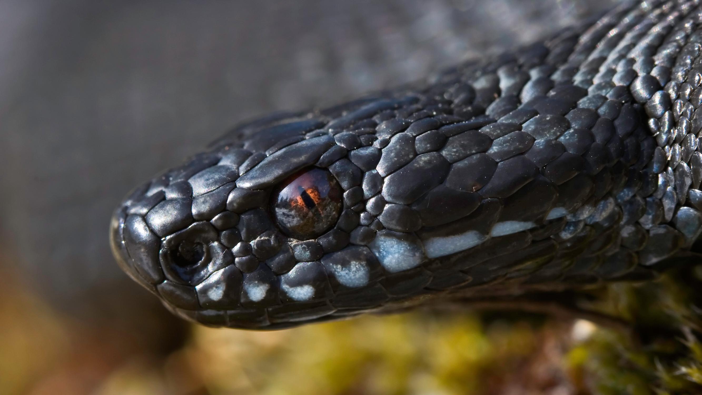 Kyy tekee mieluummin valehyökkäyksen kuin puree kunnolla | Apu