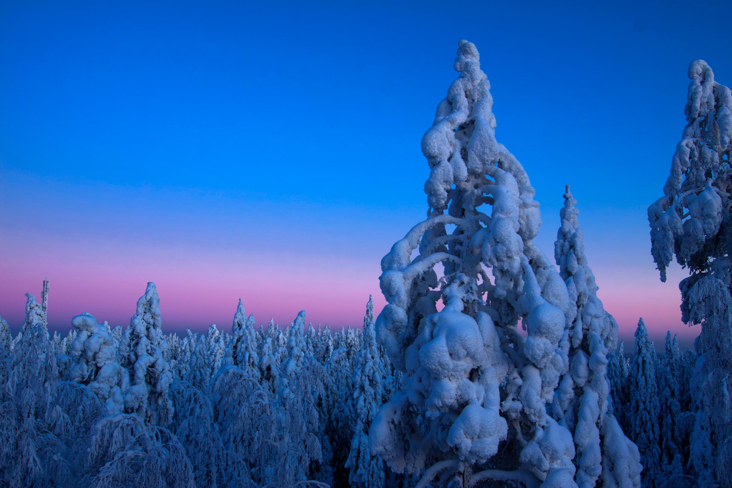 Talvinen metsä kuutamossa on niin valoisa, että näkee jopa lukea | Apu