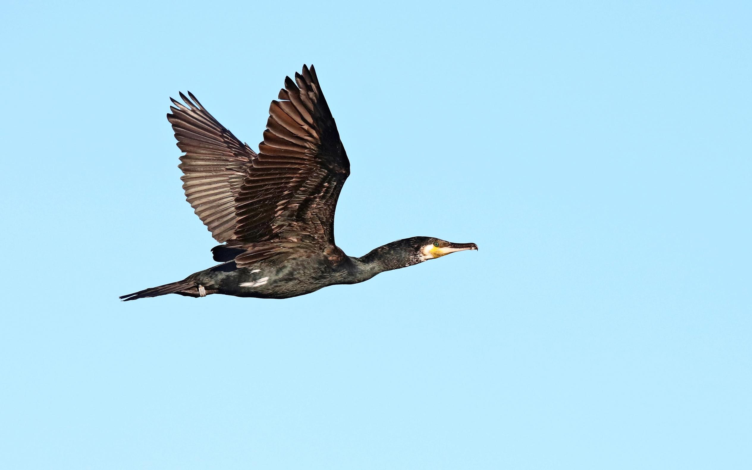 Merimetso ei ole vieraslaji, vaan vihattu paluumuuttaja | Apu