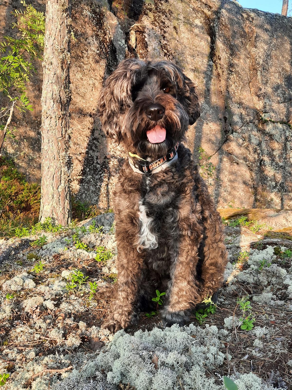 Koda oli Virve Ukkosen hyväntekijäkoira: läheiset huomasivat eron | Apu