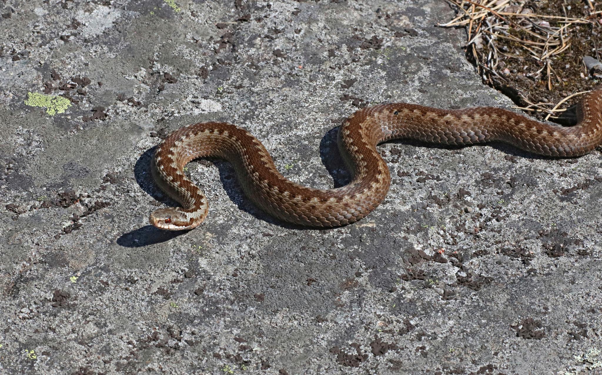 Musta kyy on suomalainen poikkeus | Suurin osa niistä on naaraita | Apu