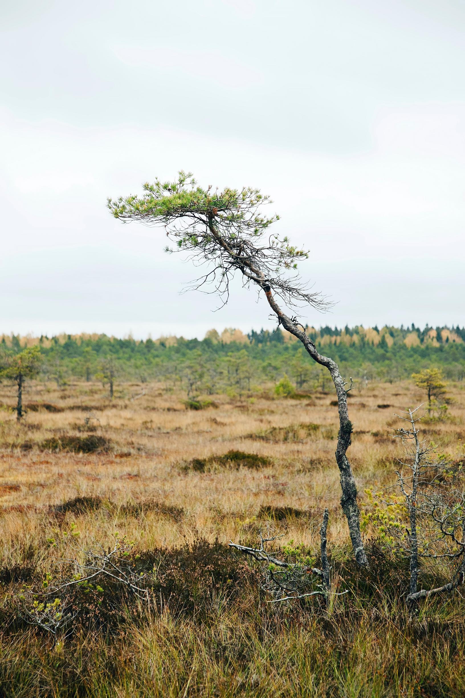 Valkmusa on harvojen tuntema luontokohde | Mondo