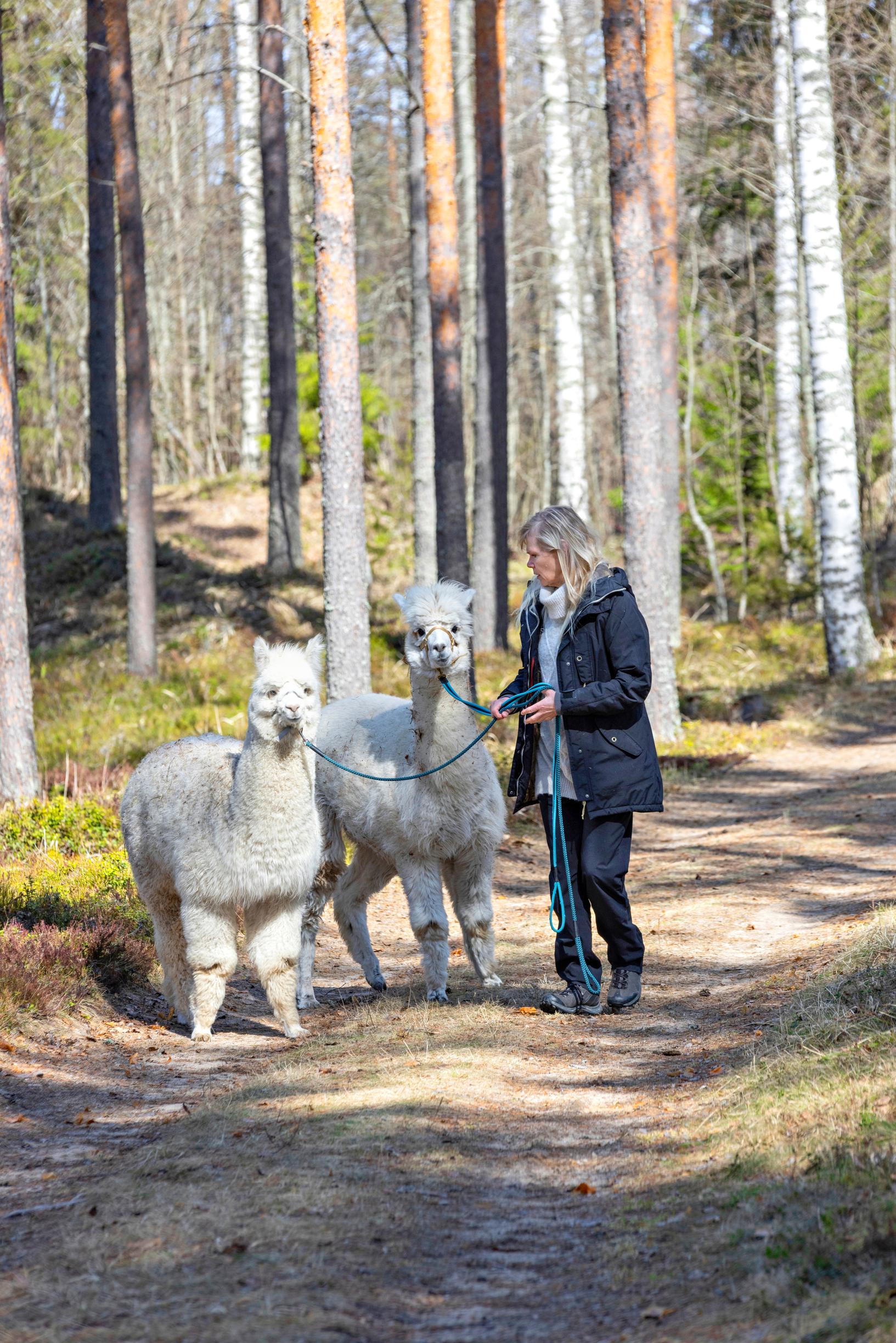 Alpakka on tuhansien eurojen sijoitus, joka vie sydämen | Apu
