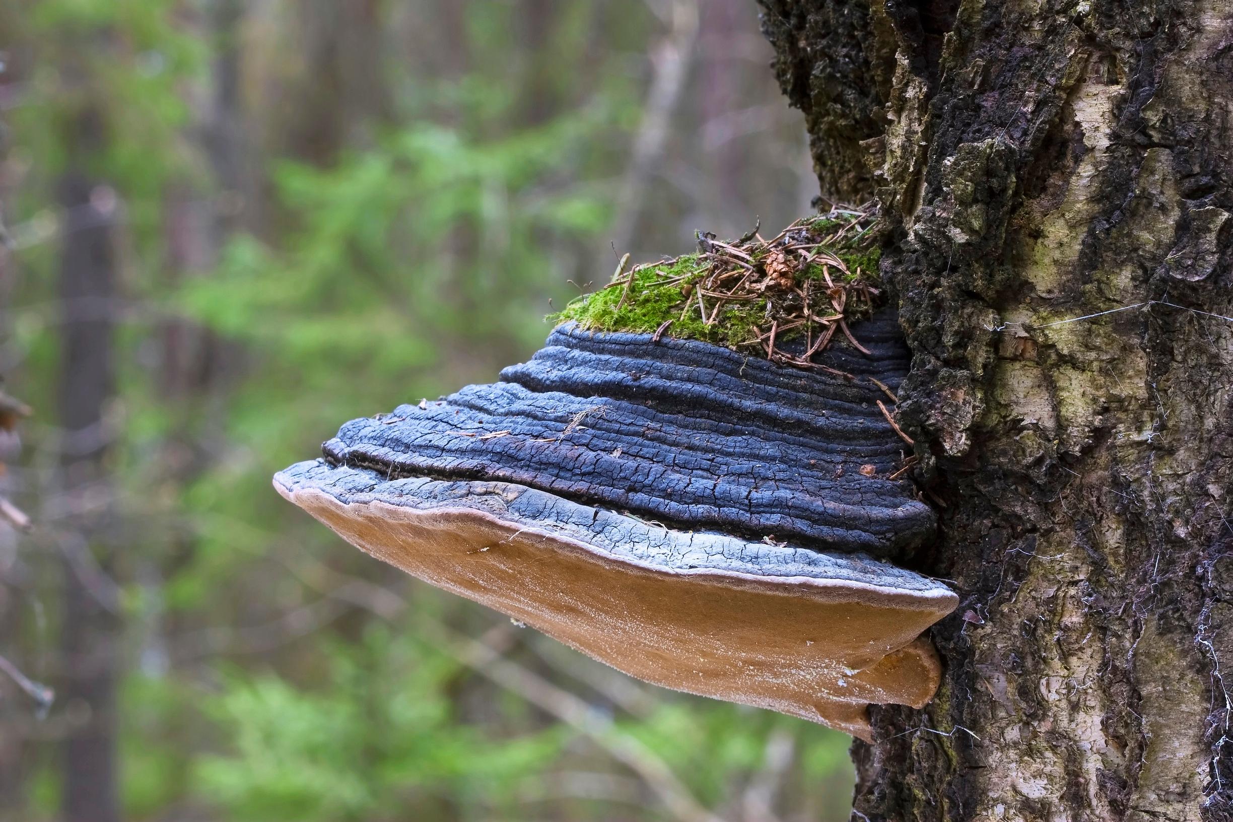 Kääpä on antiikin lääke, joka kertoo metsän suojeluarvosta | Apu
