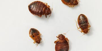 Sokeritoukka uhattuna: Syy tulokaslaji, näin erotat ne toisistaan | Apu