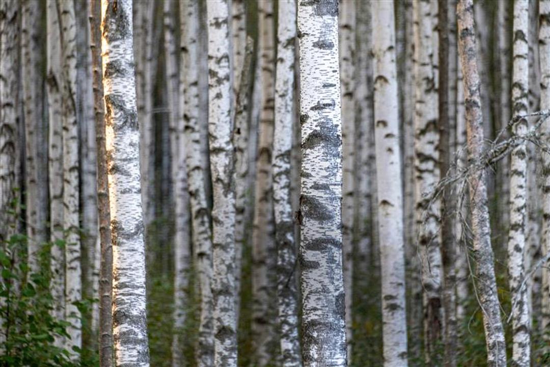 Rauduskoivu vai hieskoivu? | Koulussa eroa ei opi tunnistamaan | Apu