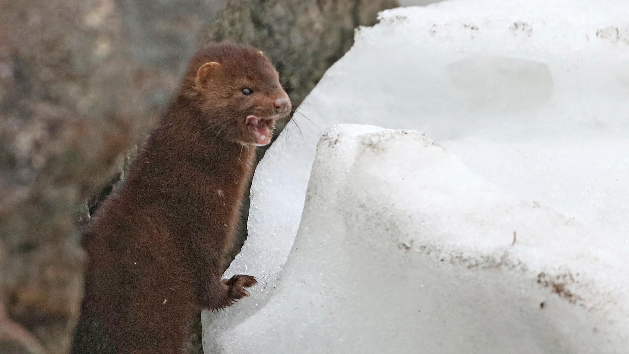 Minkki on haitallinen vieraslaji – yksi eläin rajoittaisi kantaa | Apu
