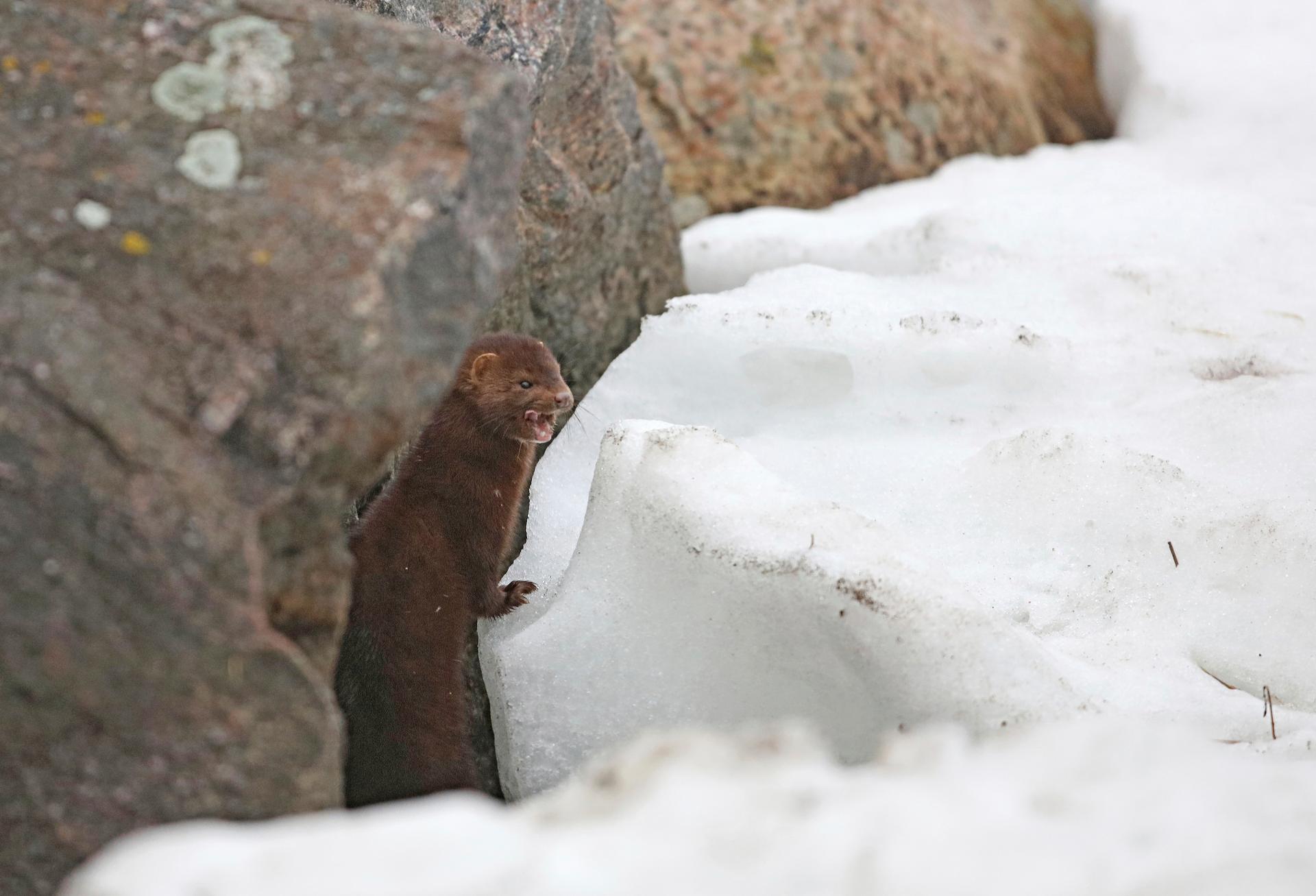 Minkki on haitallinen vieraslaji – yksi eläin rajoittaisi kantaa | Apu
