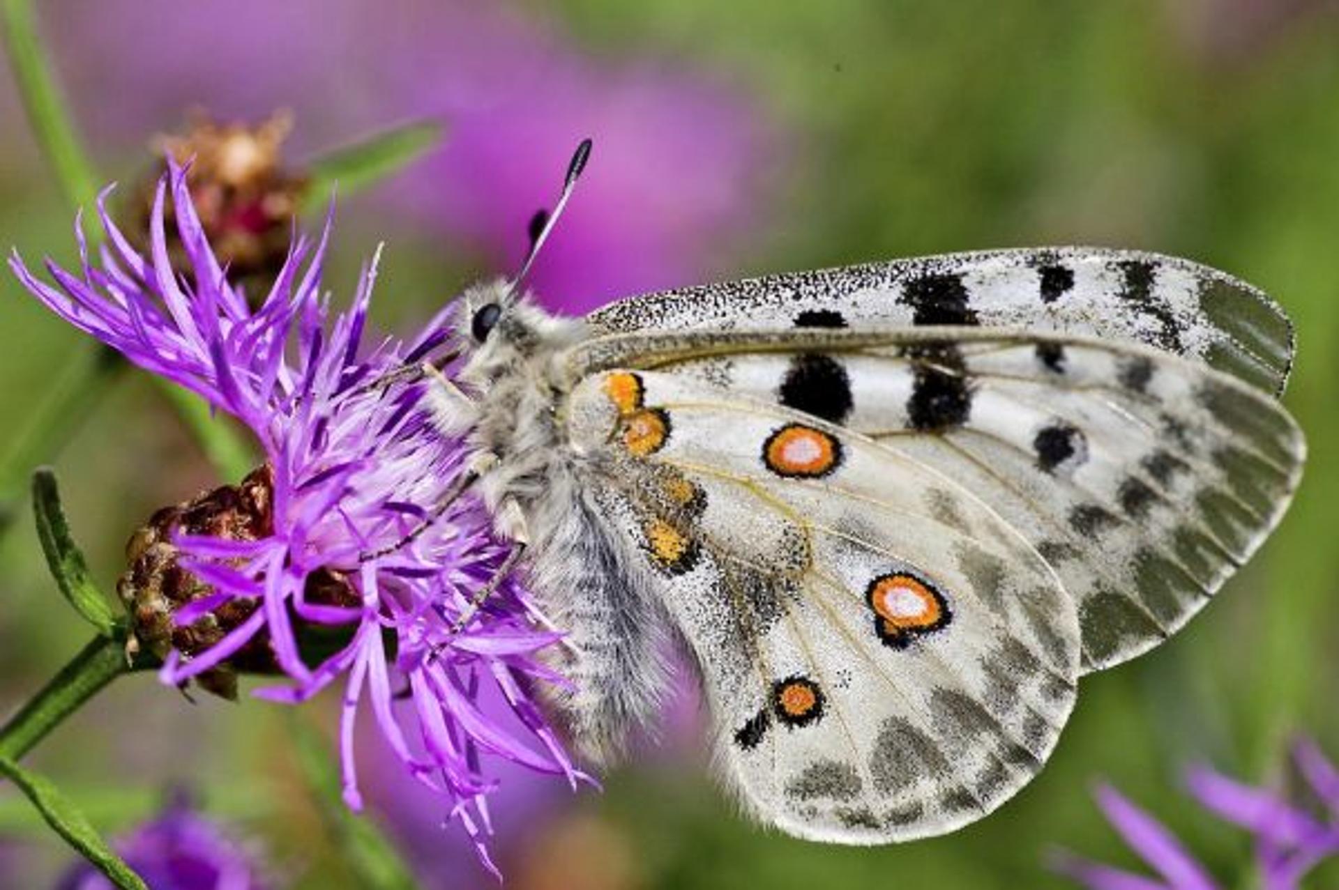 Ahvenanmaan saaristoluonto | Apu