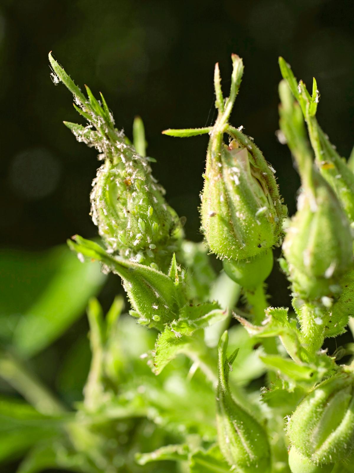 Tunnista tuholaiset ja hyötyeliöt | Vinkit puutarhaan | Apu