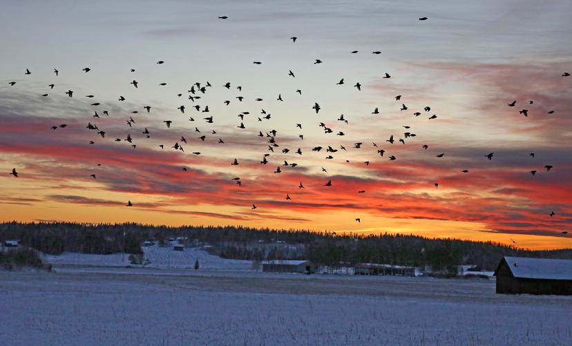 Urpiainen: yleinen peruslintu, mutta silti poikkeuksellisen upea | Apu