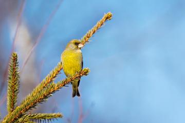 Sokeritoukka uhattuna: Syy tulokaslaji, näin erotat ne toisistaan | Apu