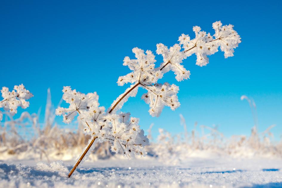 Mitkä ovat kauneimmat kasvit talvella? | Kuvat: Kasvien talvi | Apu