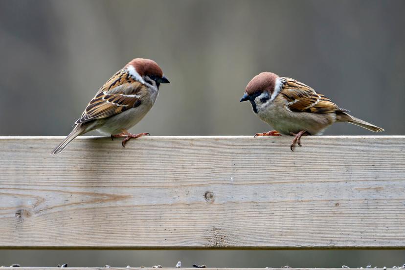 Tunnistatko pihalinnut? Esittelemme pihojen yleisimmät vieraat | Apu