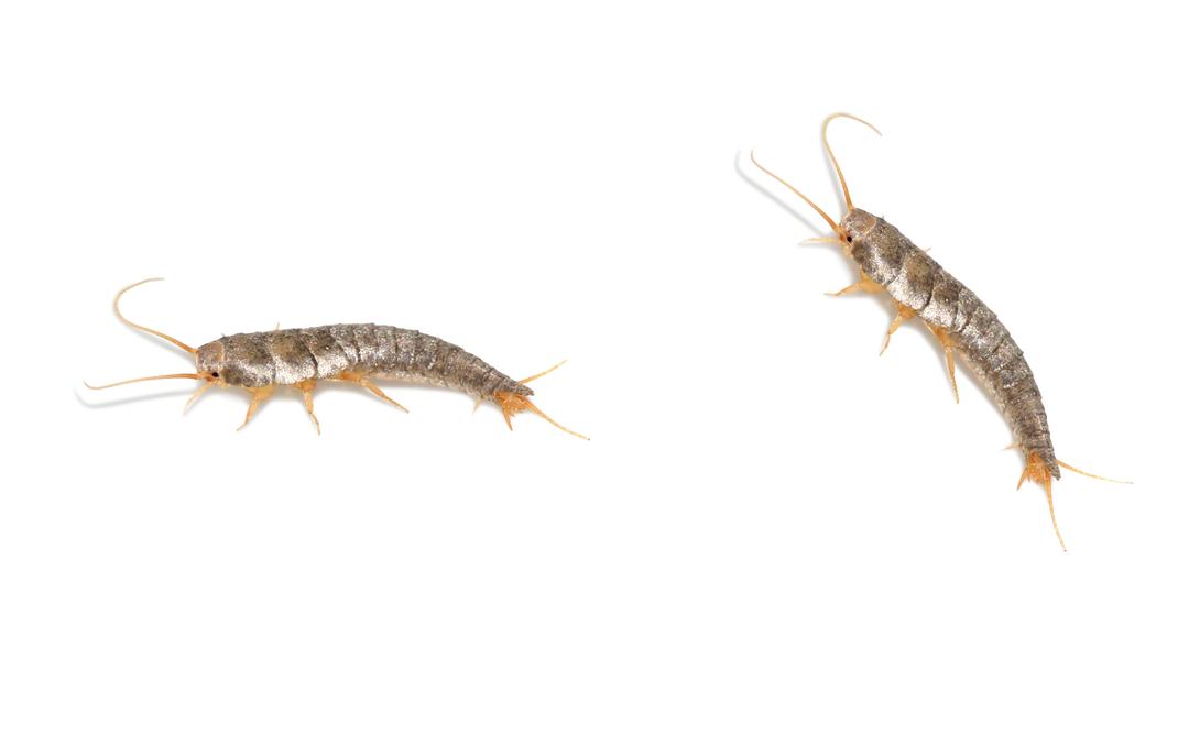 Sokeritoukka uhattuna: Syy tulokaslaji, näin erotat ne toisistaan | Apu