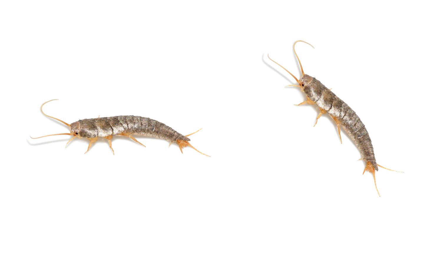 Sokeritoukka uhattuna: Syy tulokaslaji, näin erotat ne toisistaan | Apu