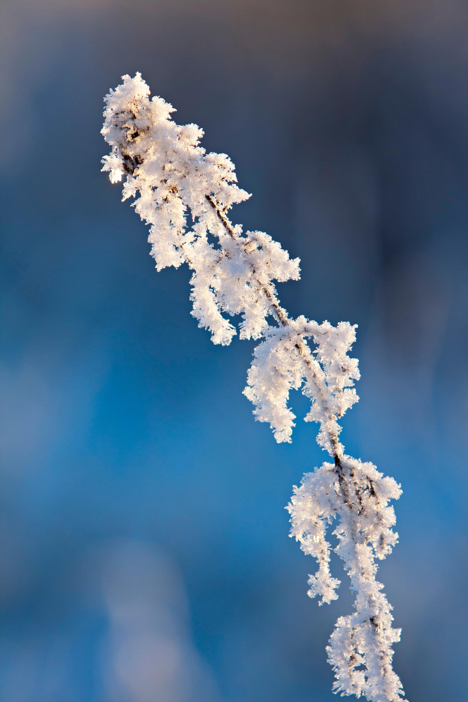 Mitkä ovat kauneimmat kasvit talvella? | Kuvat: Kasvien talvi | Apu