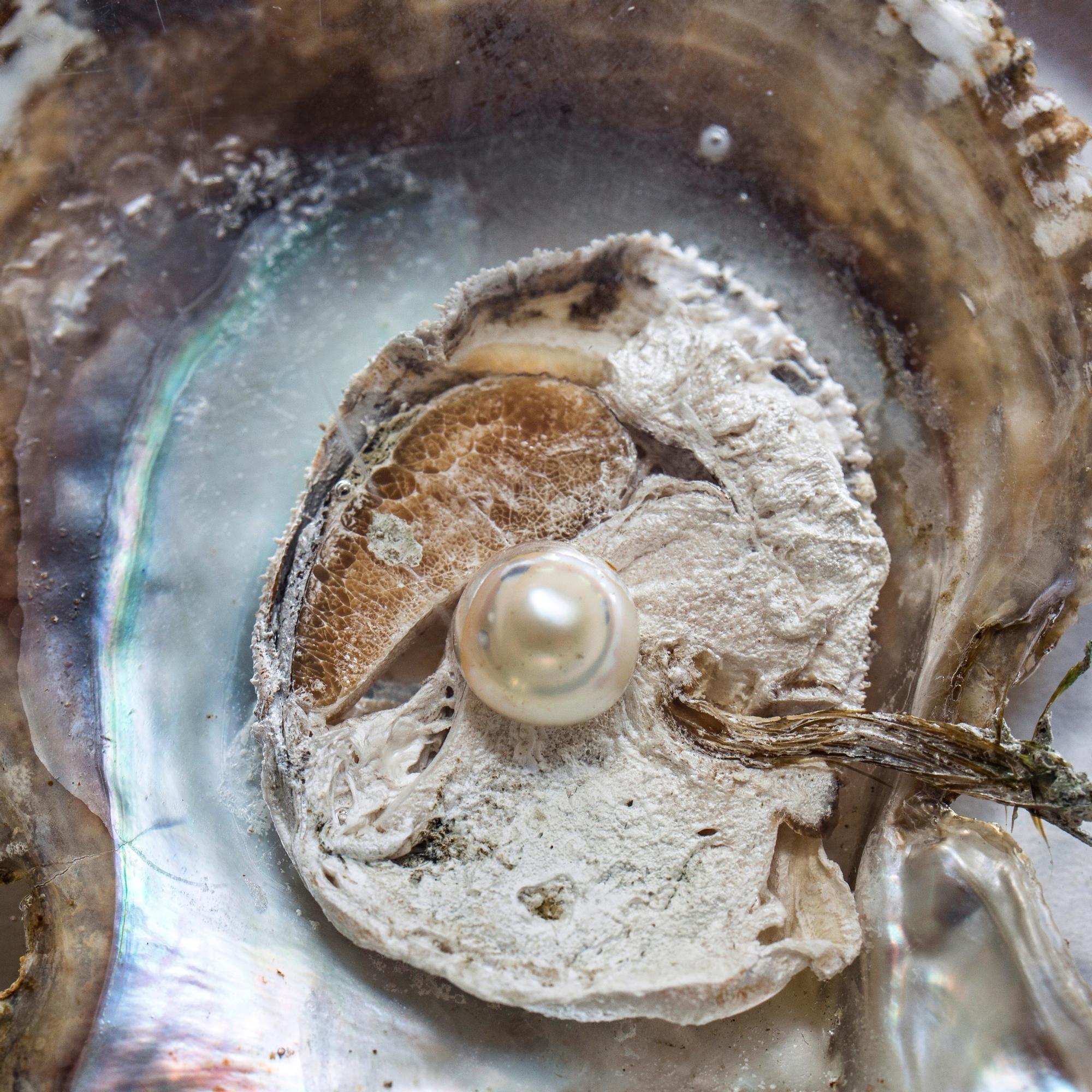 Helmi on merkki simpukan harmista – Syynä ei silti ole hiekanjyvä | Apu