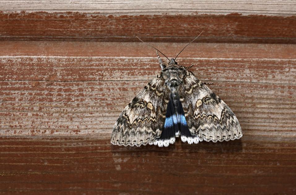 Näin yöperhonen vietellään perhosbaariin – Cocktailin resepti | Apu