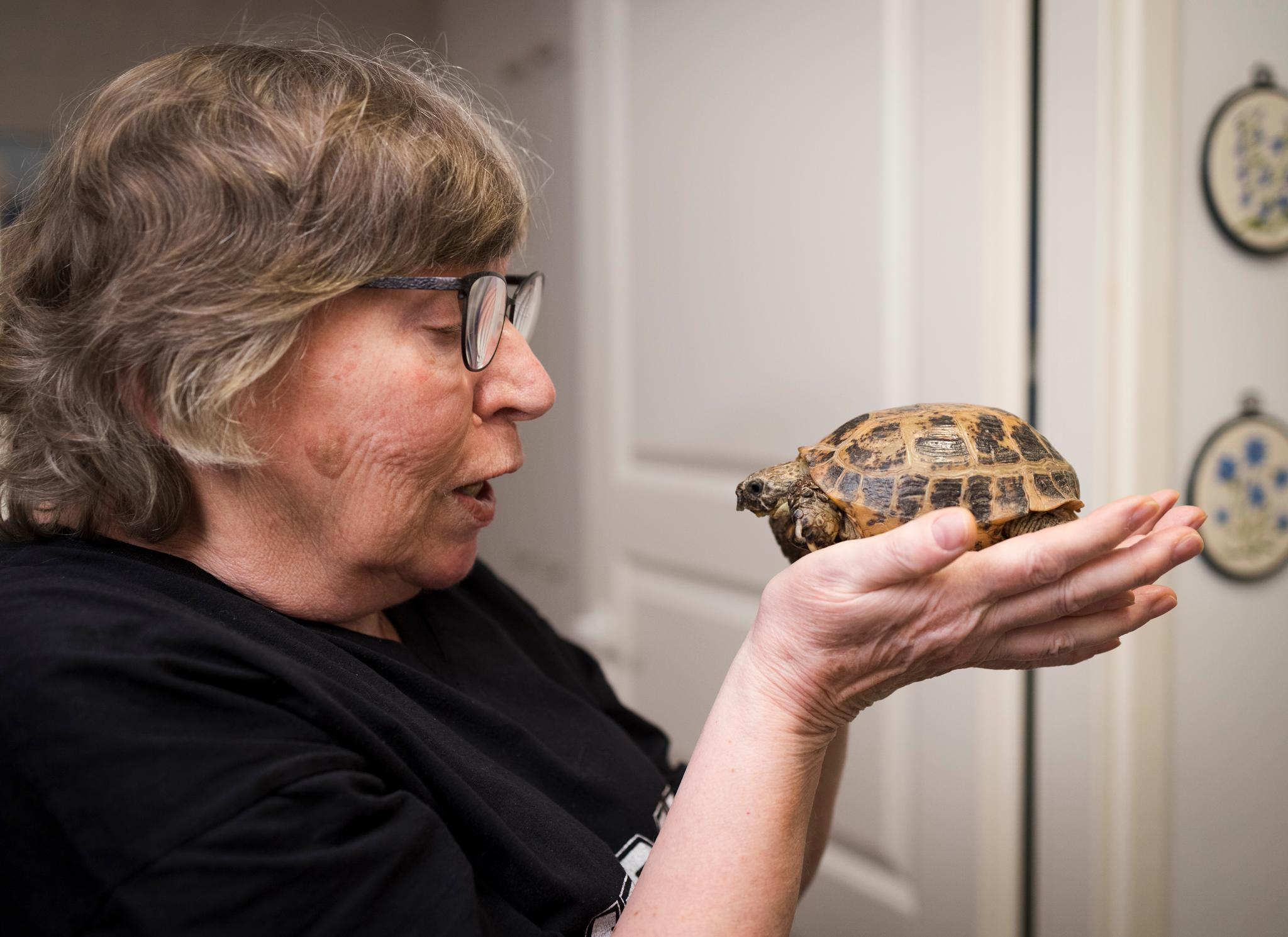Kilpikonna voi elää pidempään kuin omistajansa | Lumperin tarina | Apu