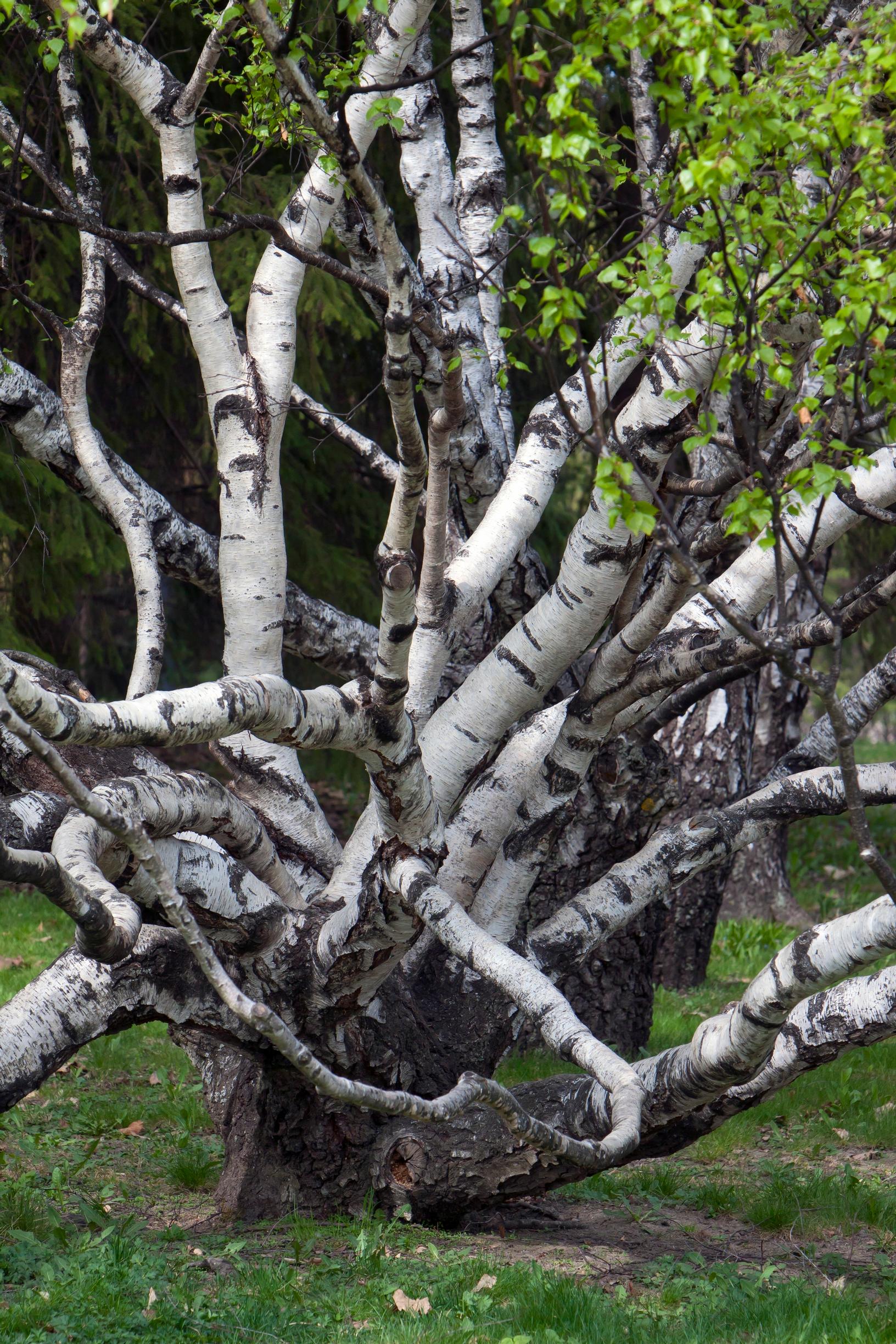 Koivu: Suomen kansallispuu | Apu