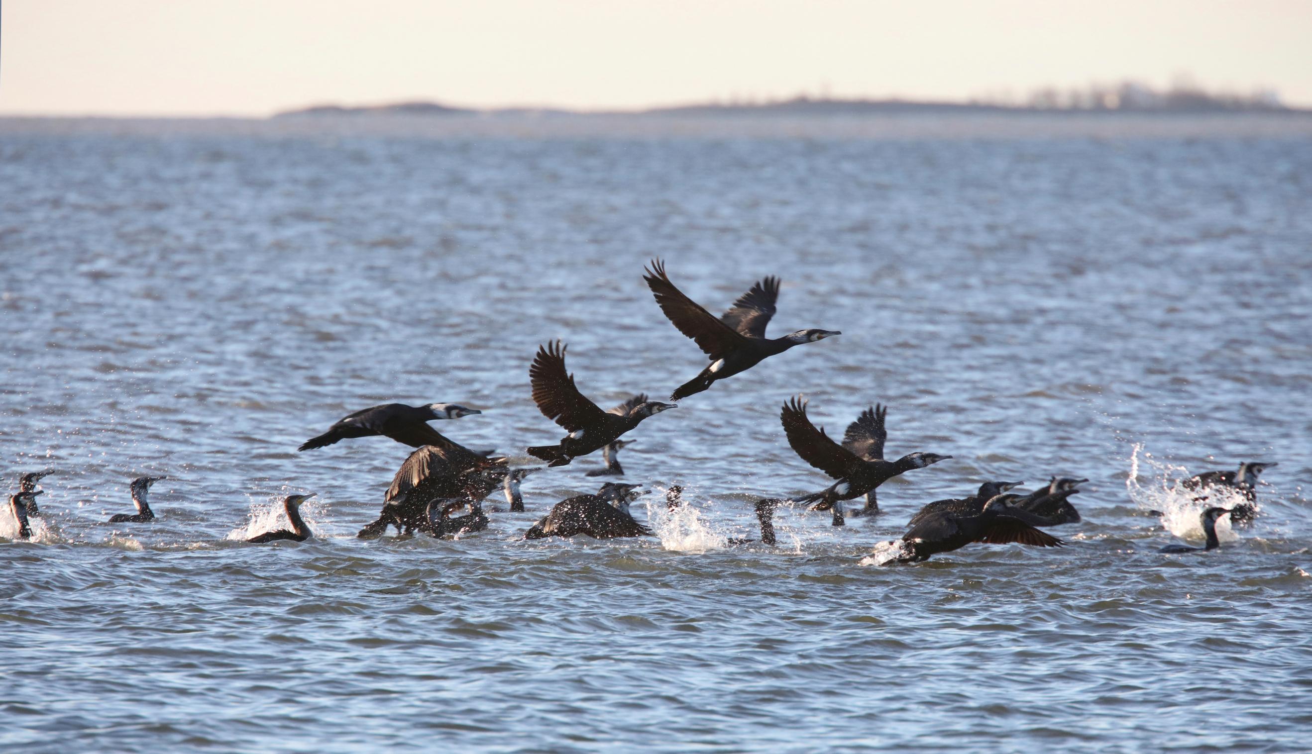 Merimetso ei ole vieraslaji, vaan vihattu paluumuuttaja | Apu