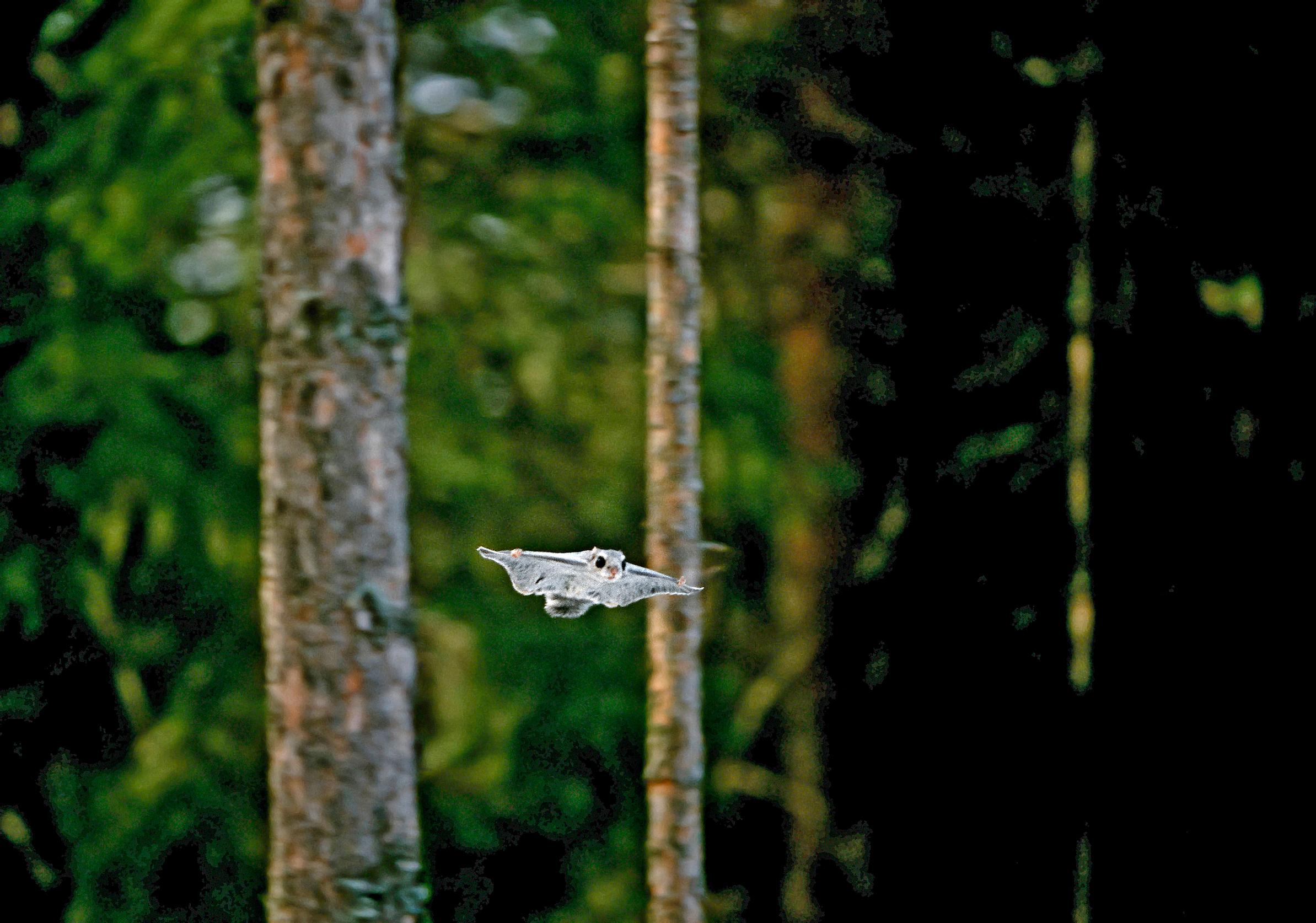 Liito-oravasta puhutaan paljon, mutta lajin tilanne on heikko | Apu