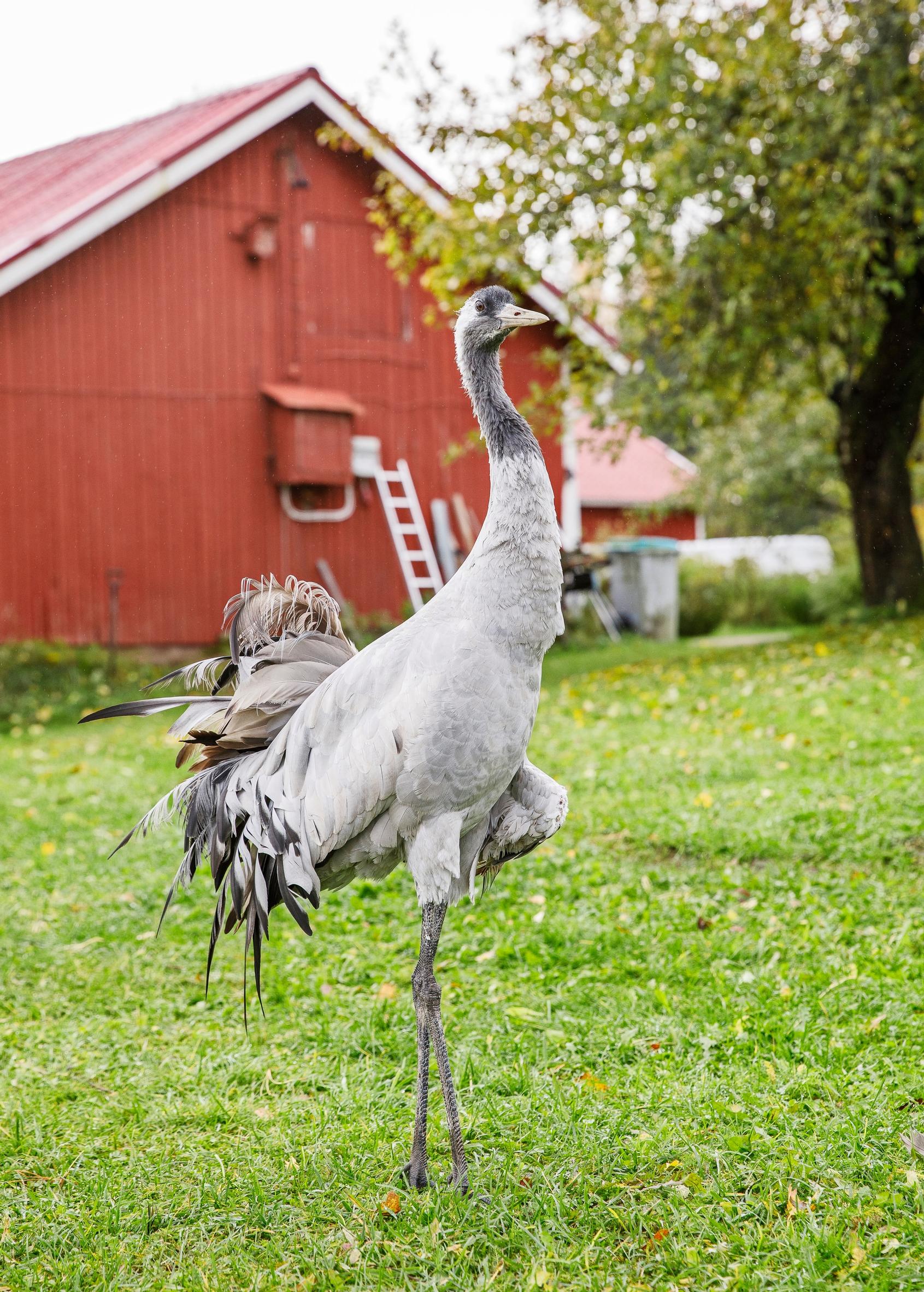 Siipirikko kurki on asunut Joukon luona jo 31 vuotta | Apu