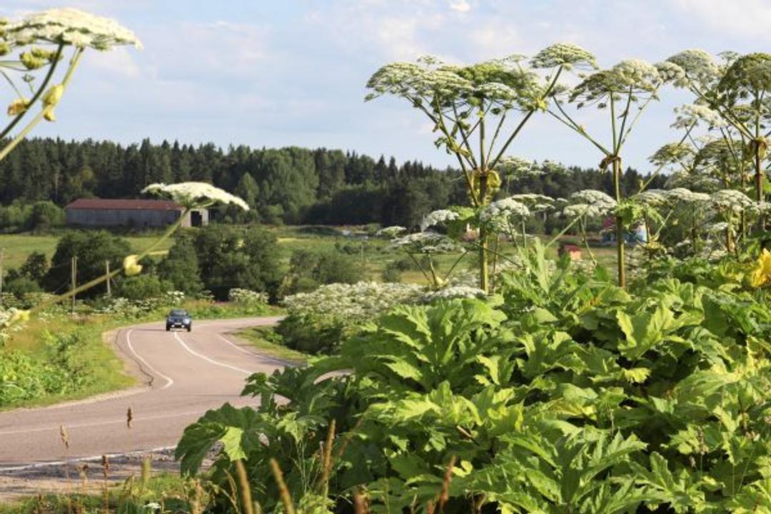 Vierasperäiset kasvit valloittavat Suomen luontoa | Apu