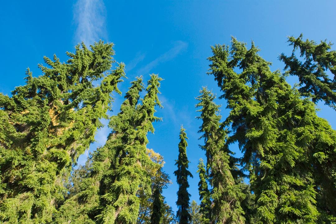 Kuusi on metsän kuningas - tunnetko sen värimuunnokset? | Apu